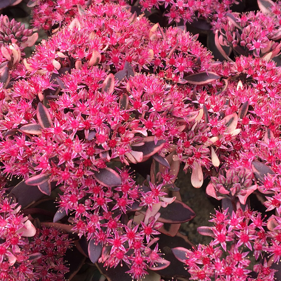 SunSparkler® Sedums – Garden Solutions