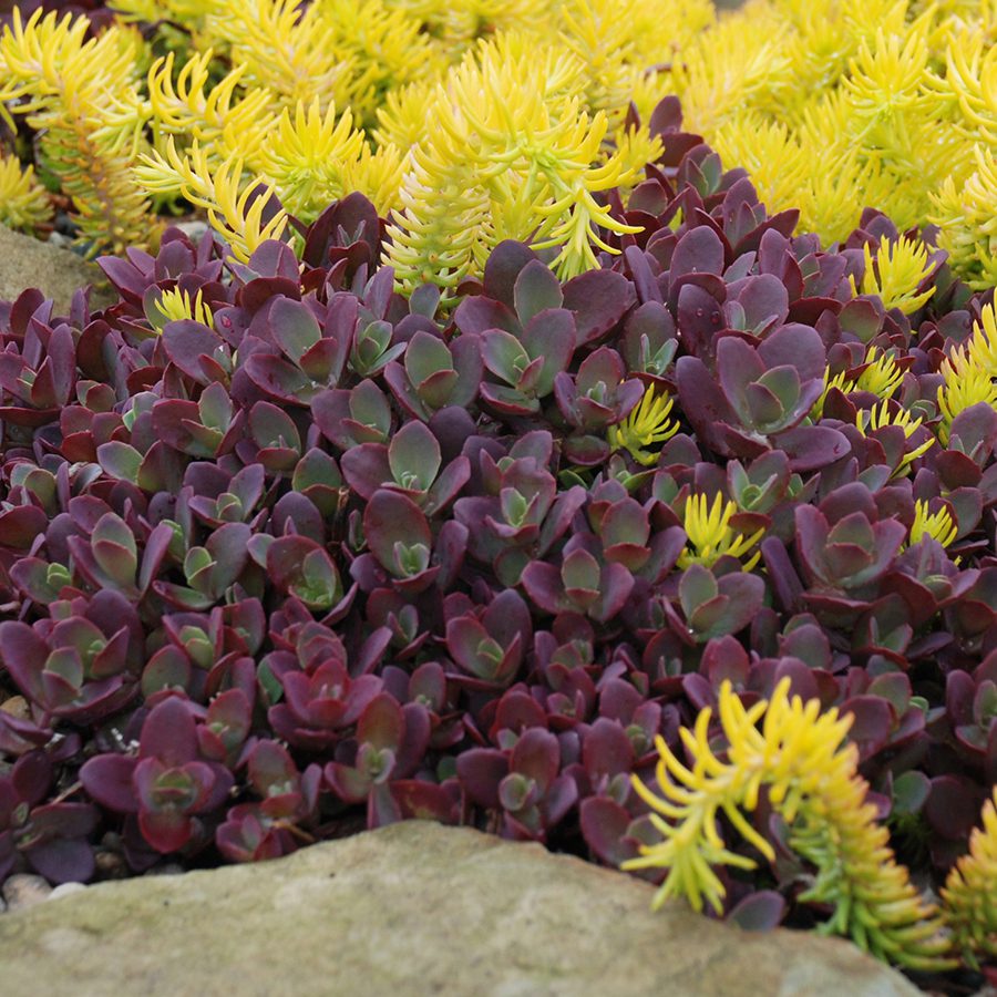 SunSparkler® Sedums – Garden Solutions
