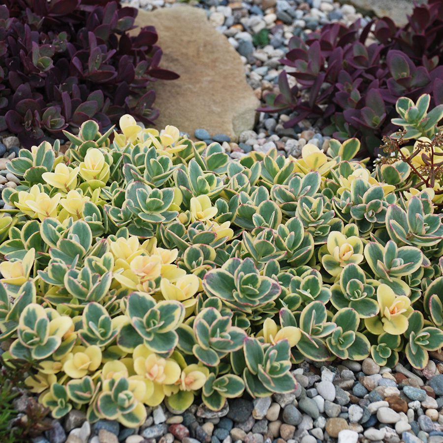 SunSparkler® Sedums – Garden Solutions
