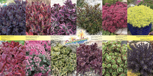 Marketing – Garden Solutions
