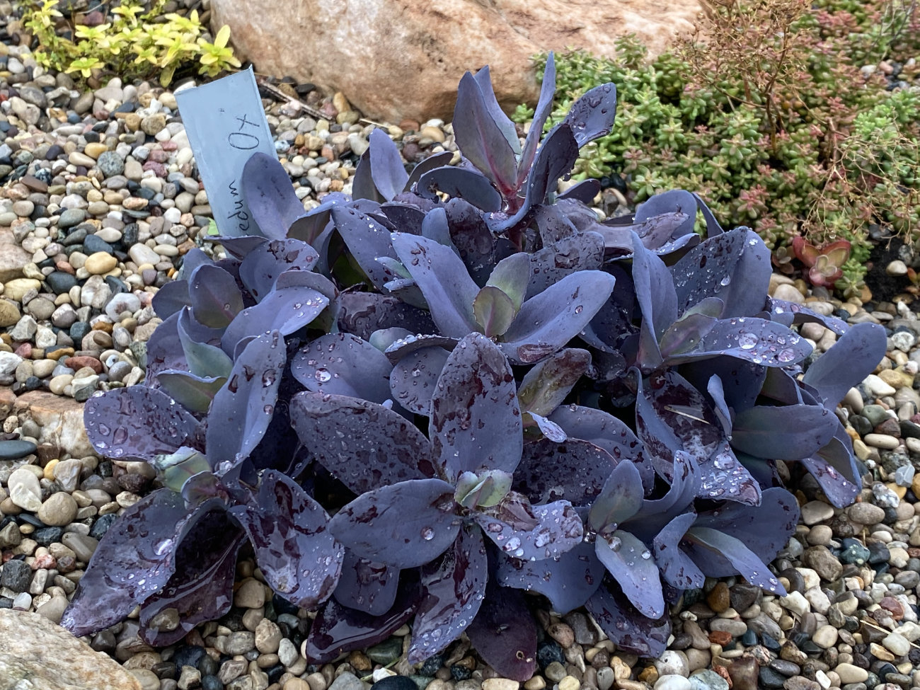 Blue Ox ppaf – Garden Solutions